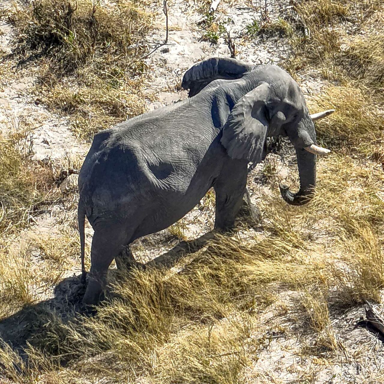 Elephant Sands | NatureEye