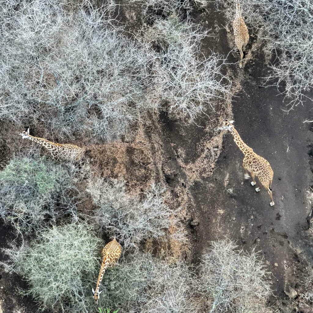 Chyulu Hills | NatureEye