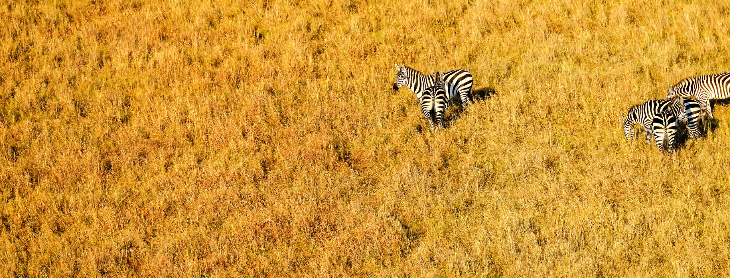 Partners | NatureEye