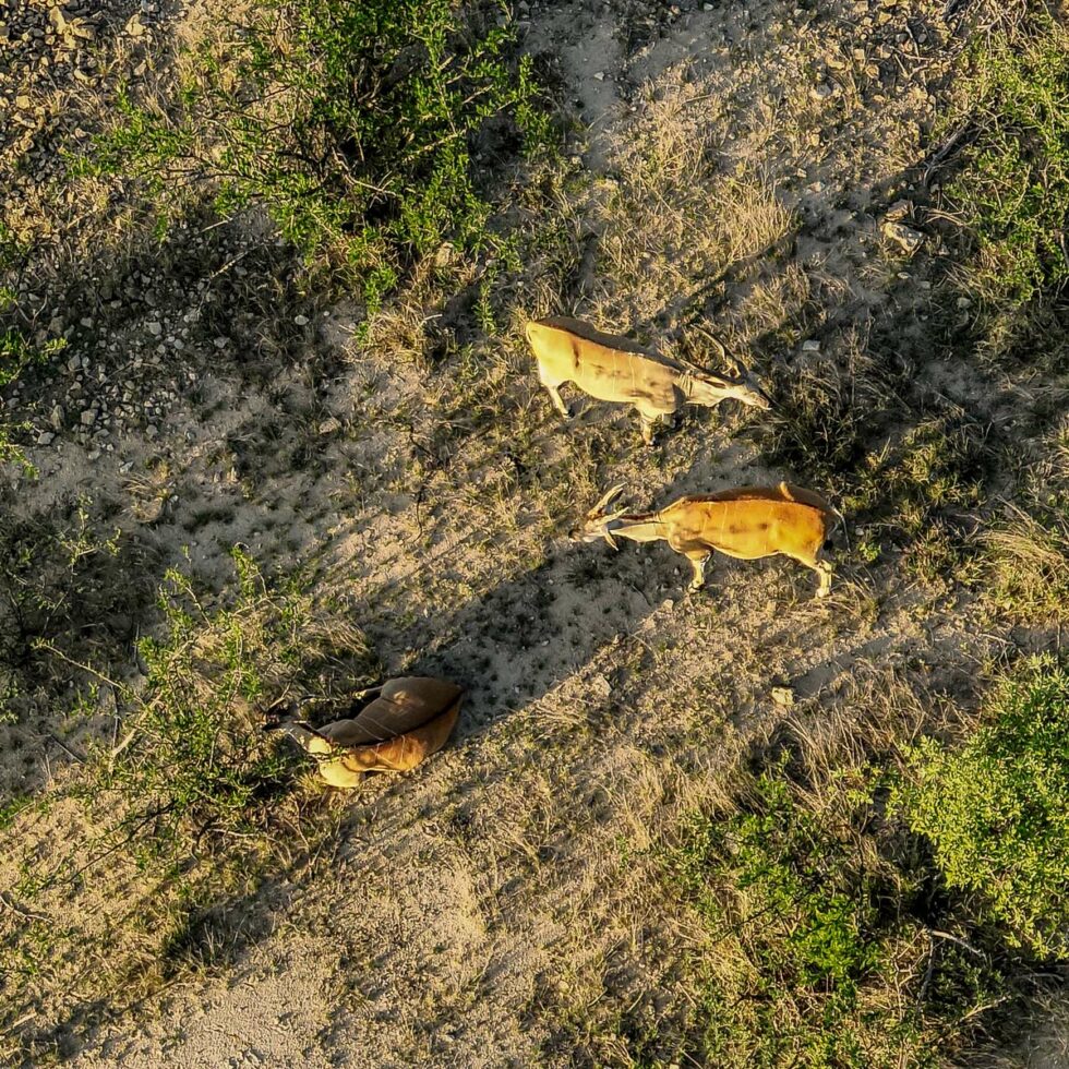 Antioch Reserve | NatureEye