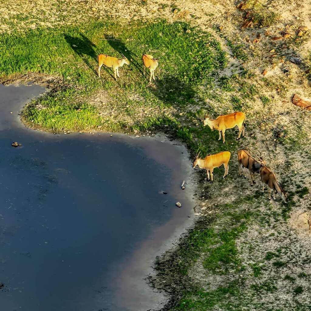 Antioch Reserve | NatureEye